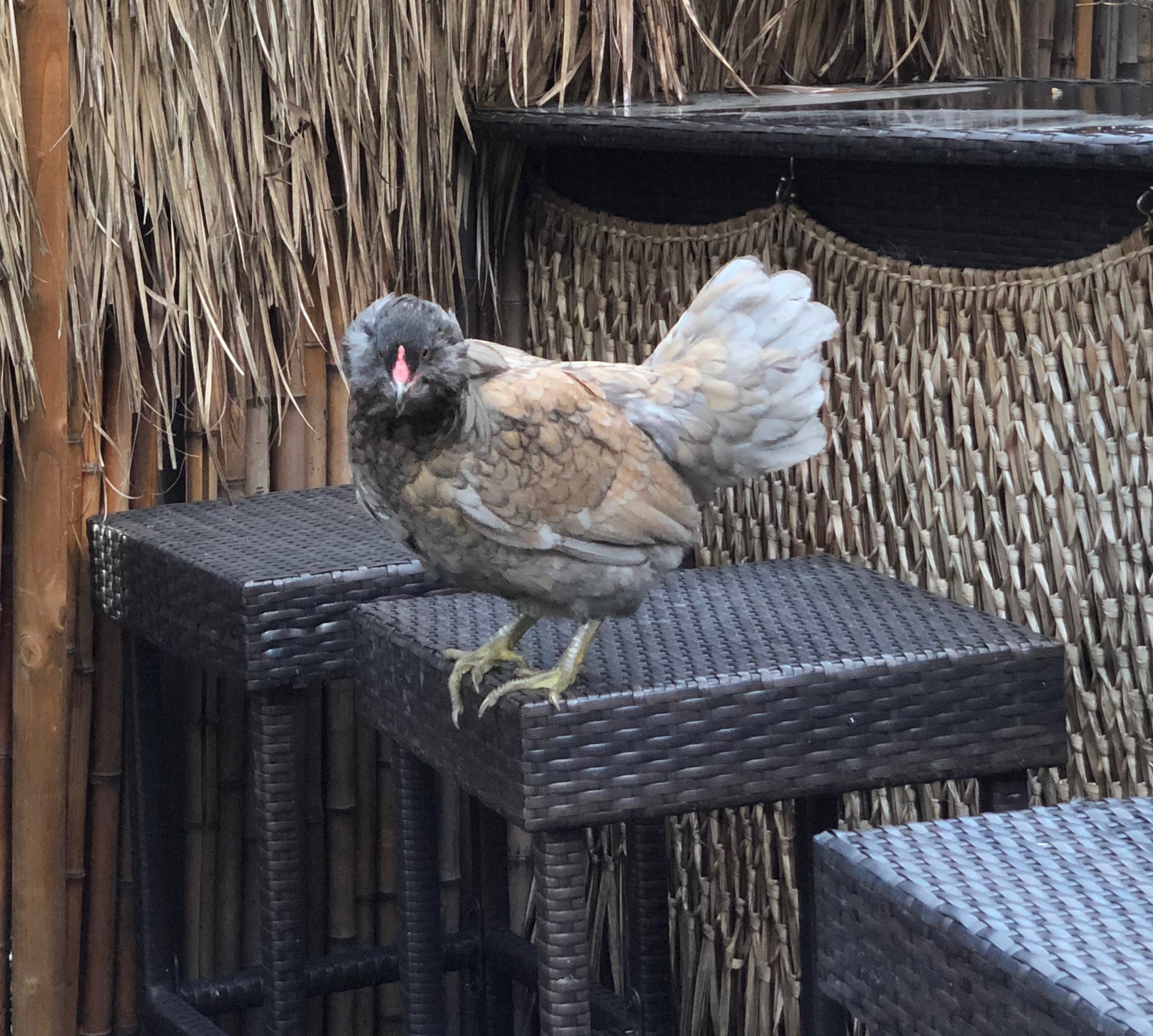 Lottery – Accidental Chicken